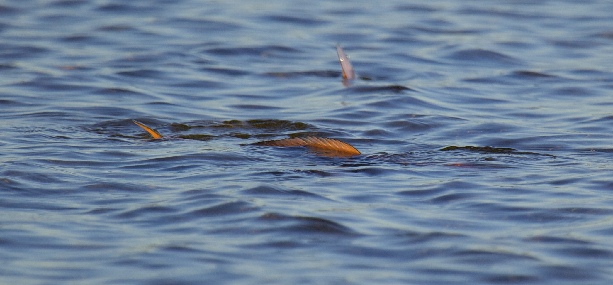 Panama City Beach Fly Fishing | Shallow Water Expeditions