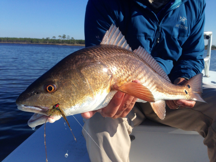 Christmas Reds | Shallow Water Expeditions