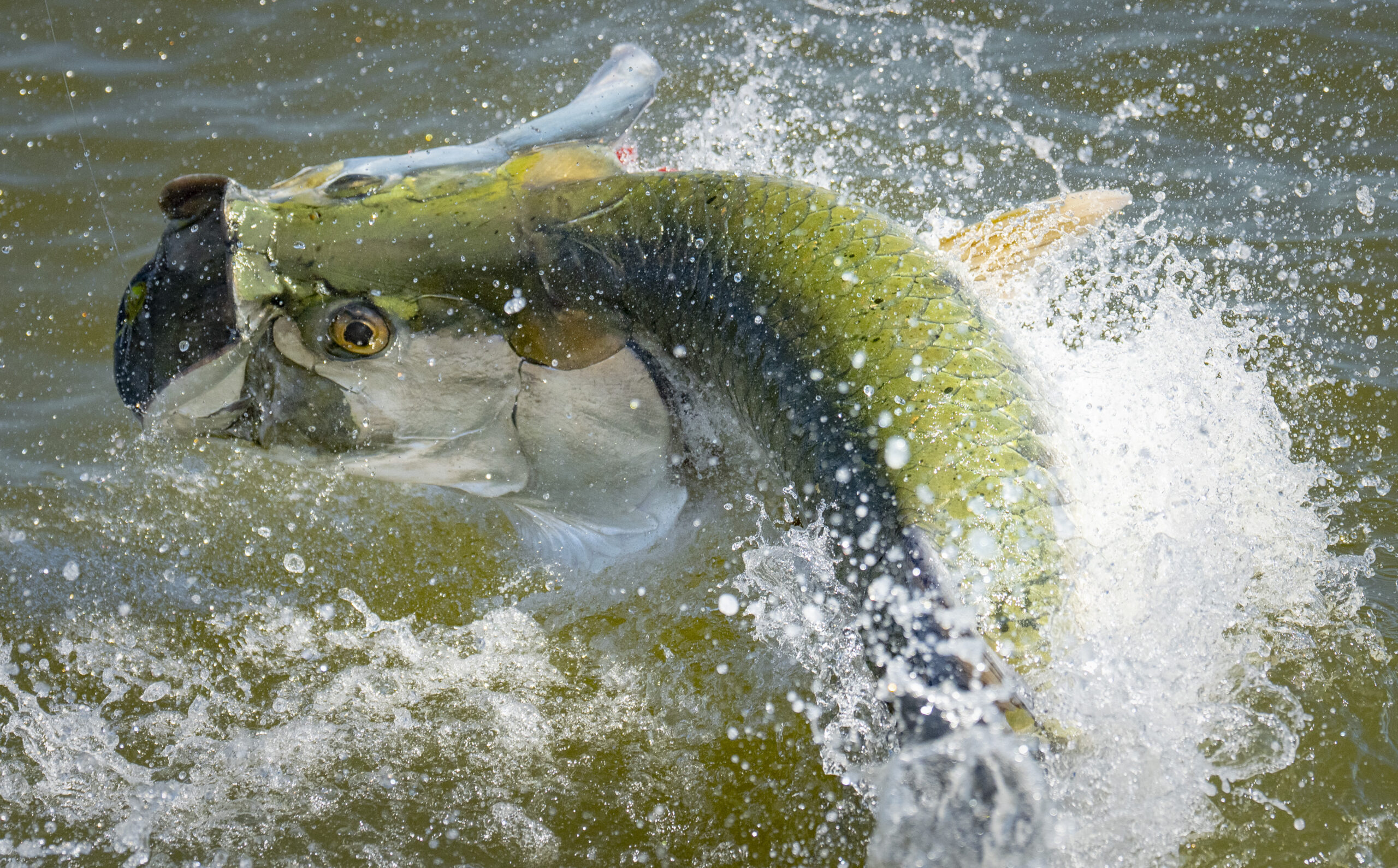 UPCOMING TARPON SEASON | Shallow Water Expeditions