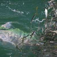 Panama City Beach Fly Fishing Photo Gallery | Shallow Water Expeditions