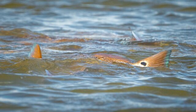 Tailing Redfish Wallpaper